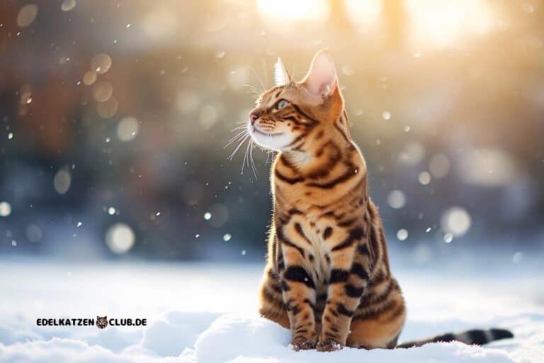 Die 20 beliebtesten und schönsten Katzenrassen (inkl. Bilder)